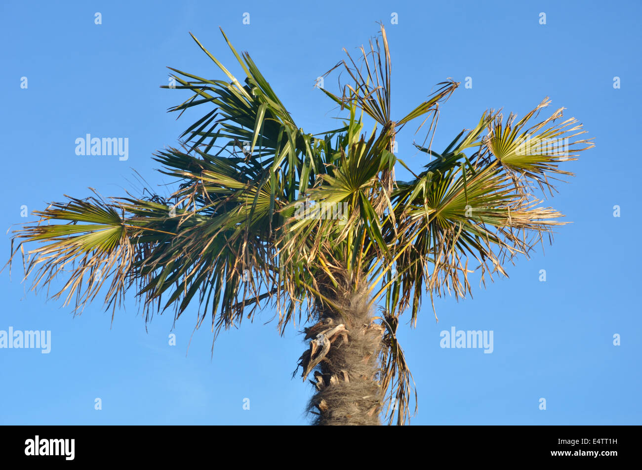 Palm tree in landscape Stock Photo - Alamy