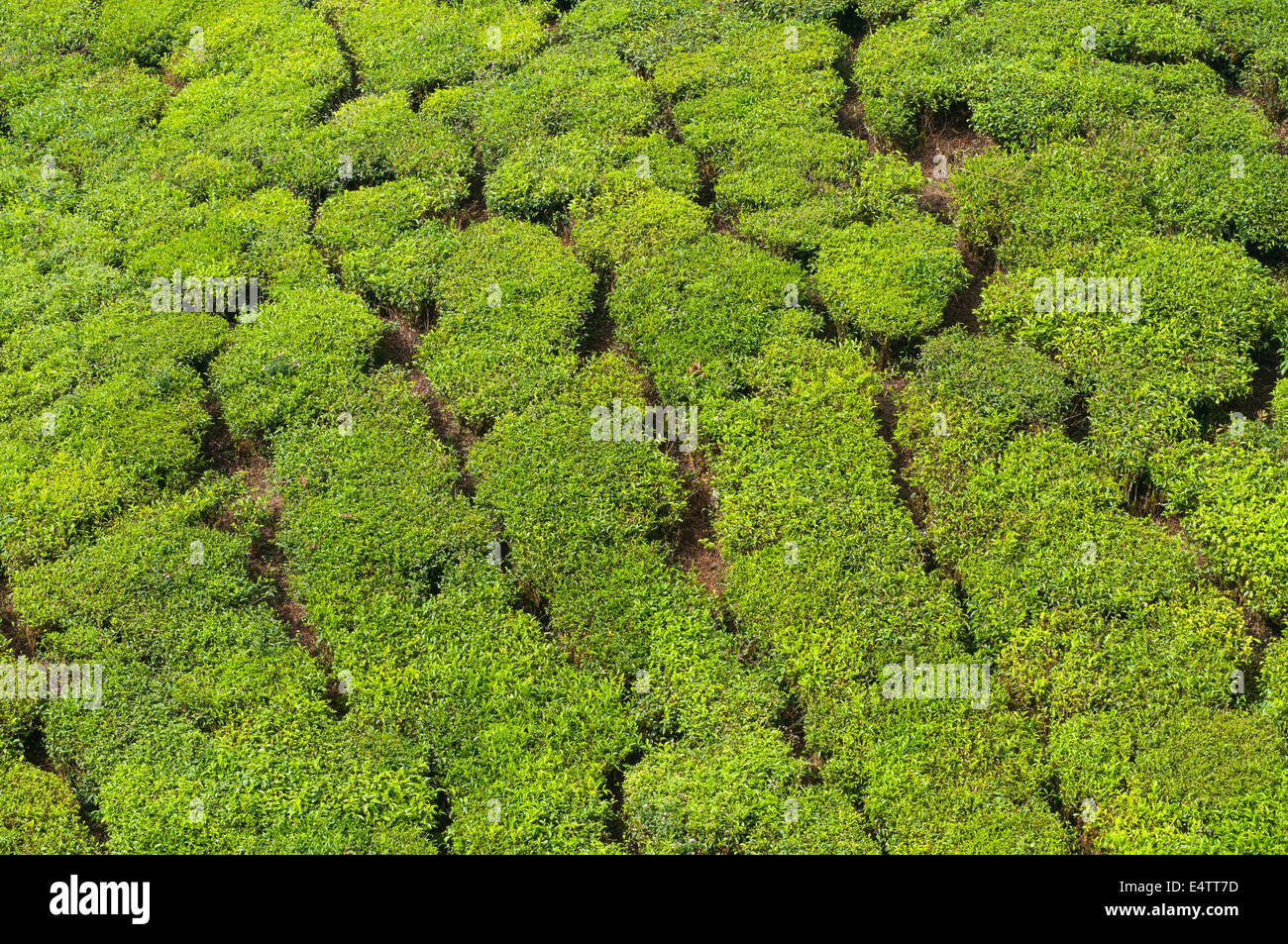 Blue valley tea estate hi-res stock photography and images - Alamy