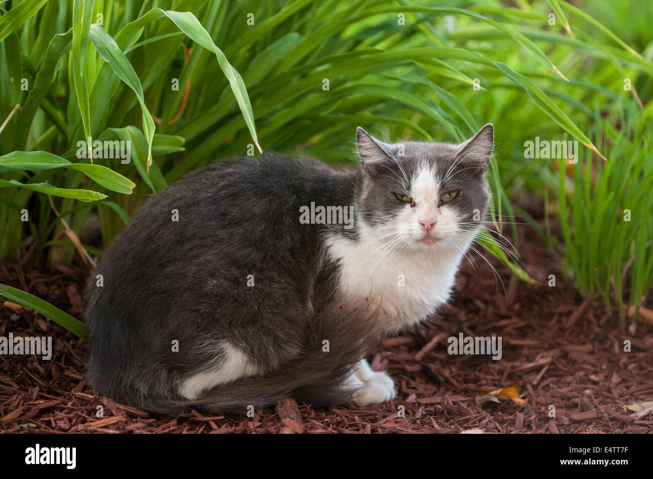 Colorfull cat hi-res stock photography and images - Alamy