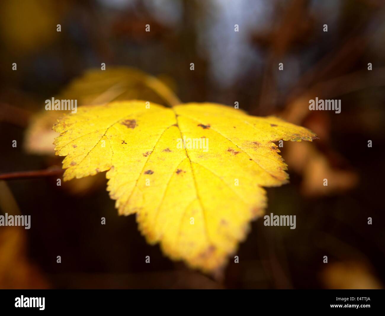 Last leaf on tree Stock Photo - Alamy