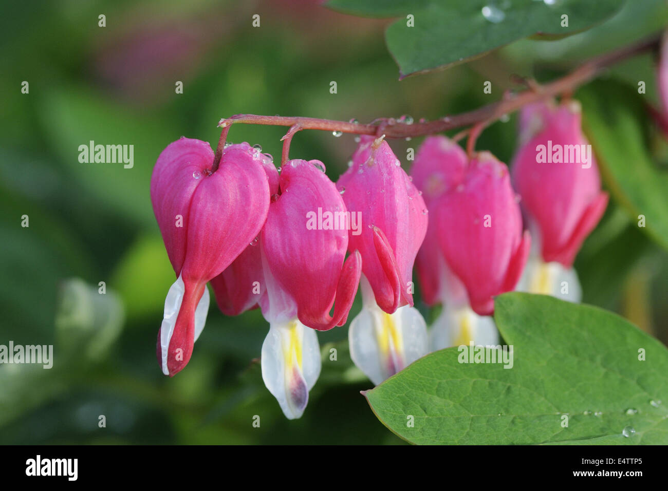 Spectabilis hi-res stock photography and images - Alamy