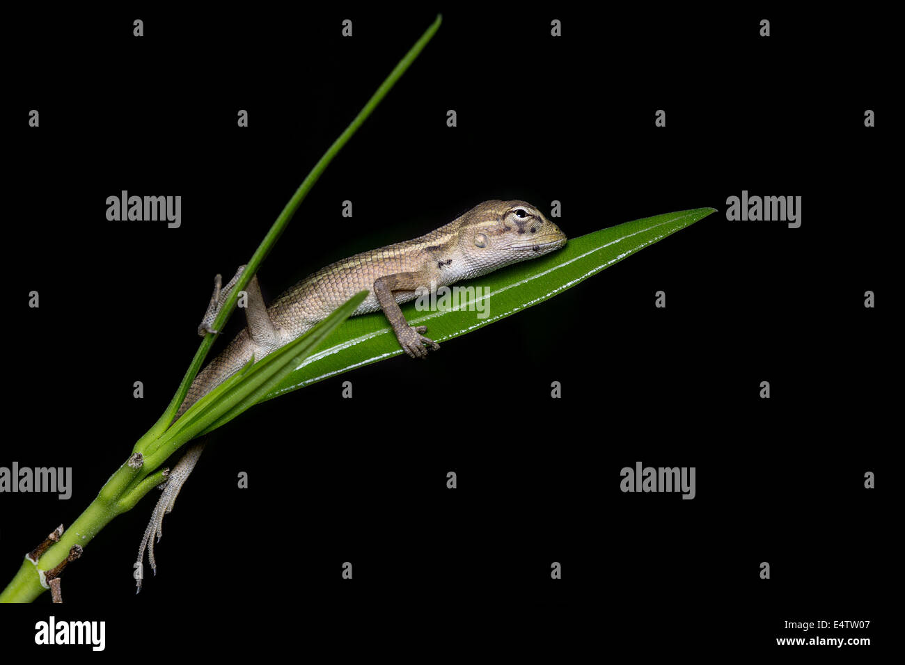 Indian lizard hi-res stock photography and images - Alamy