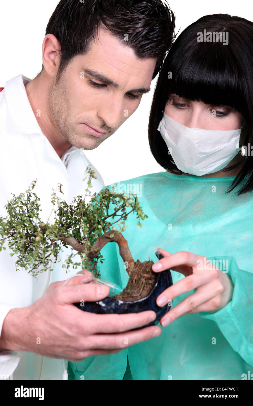 Doctors with a bonsai tree Stock Photo - Alamy