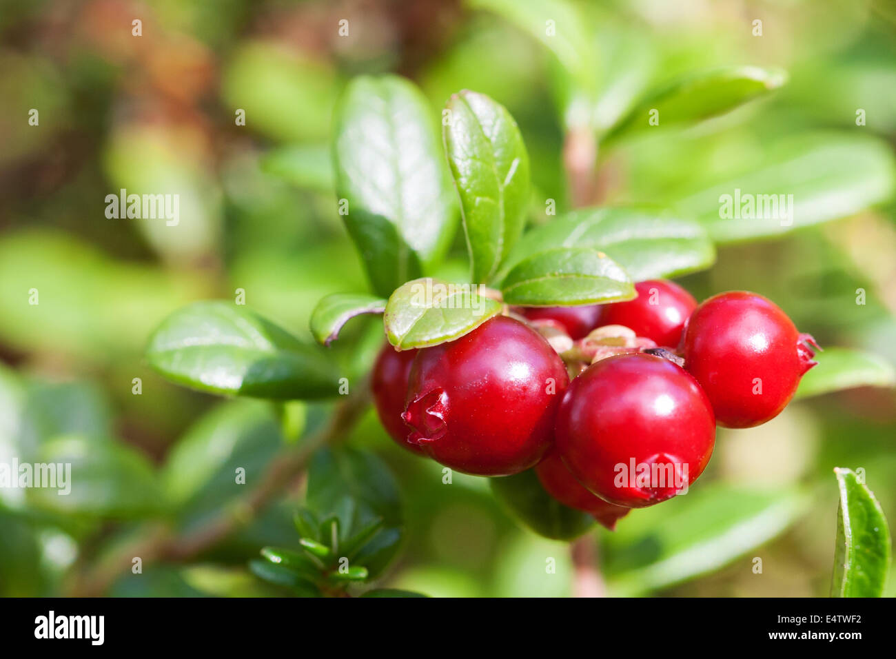 Bush of ripe forest cranberries Stock Photo - Alamy