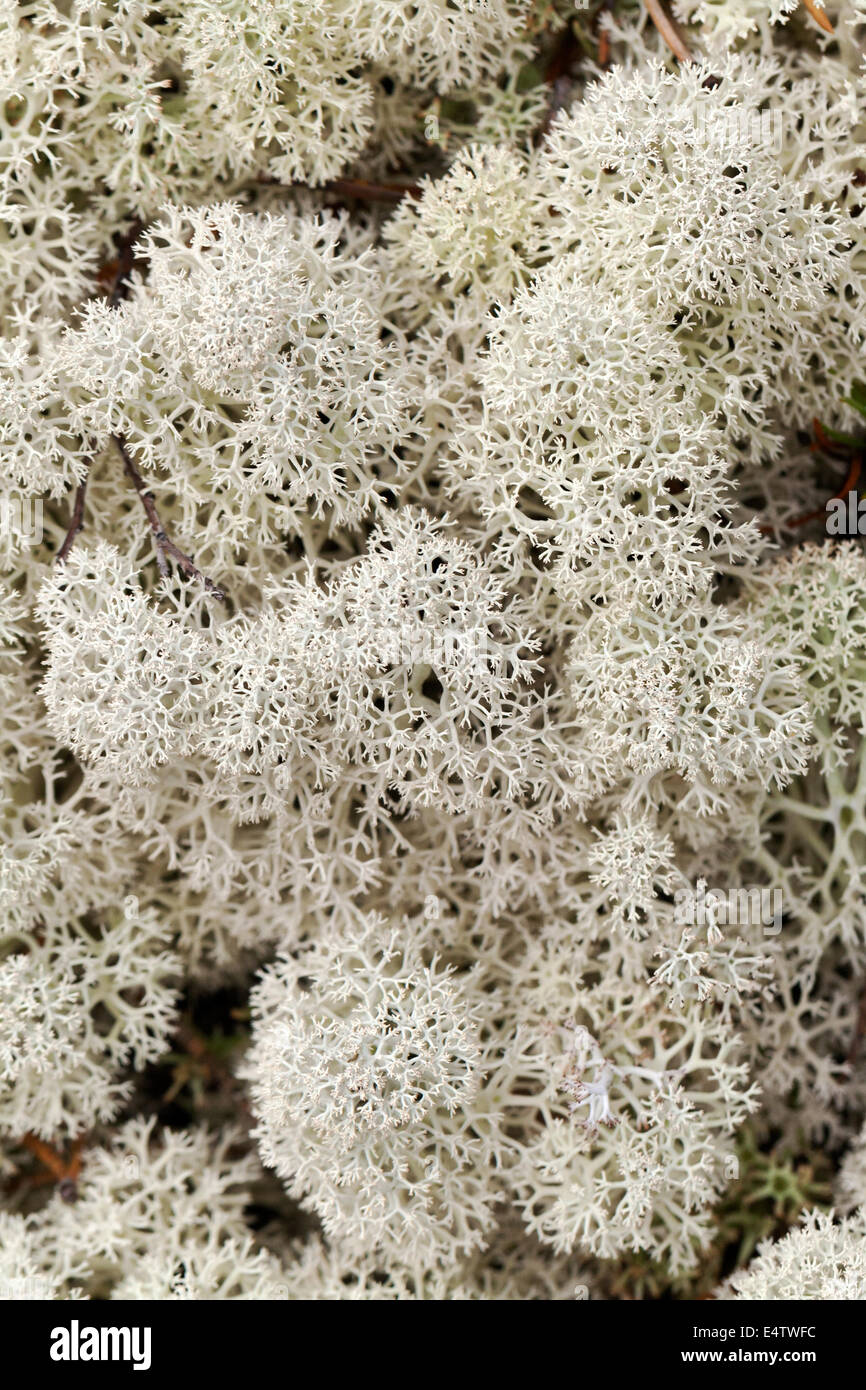 Reindeer moss close up Stock Photo - Alamy