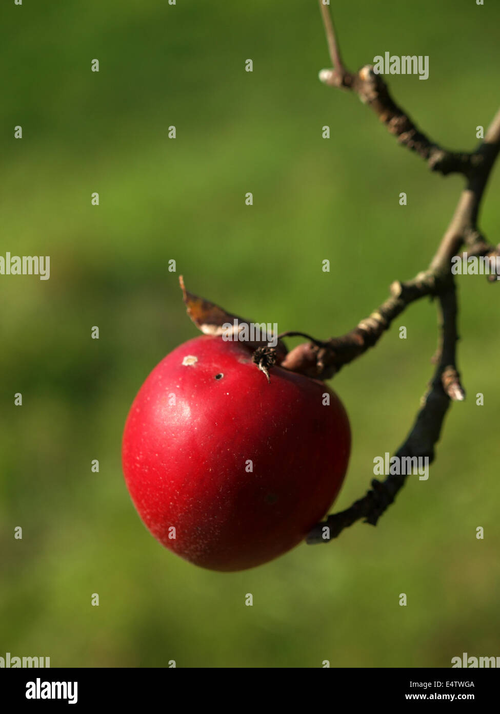 Sur une branch hi-res stock photography and images - Alamy
