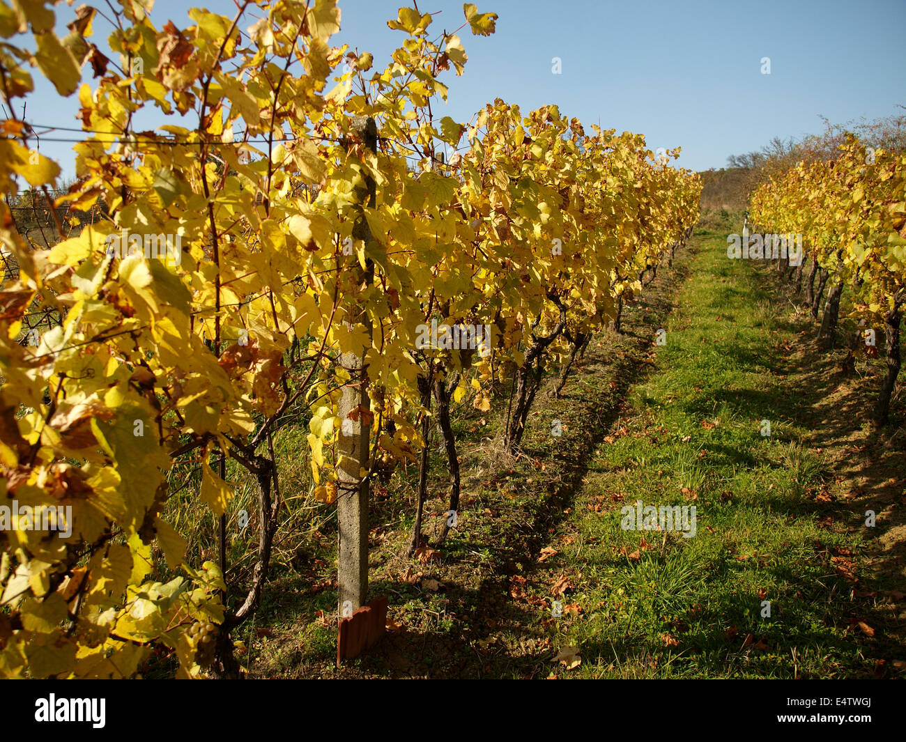 Autumn vineyards - vine Stock Photo - Alamy