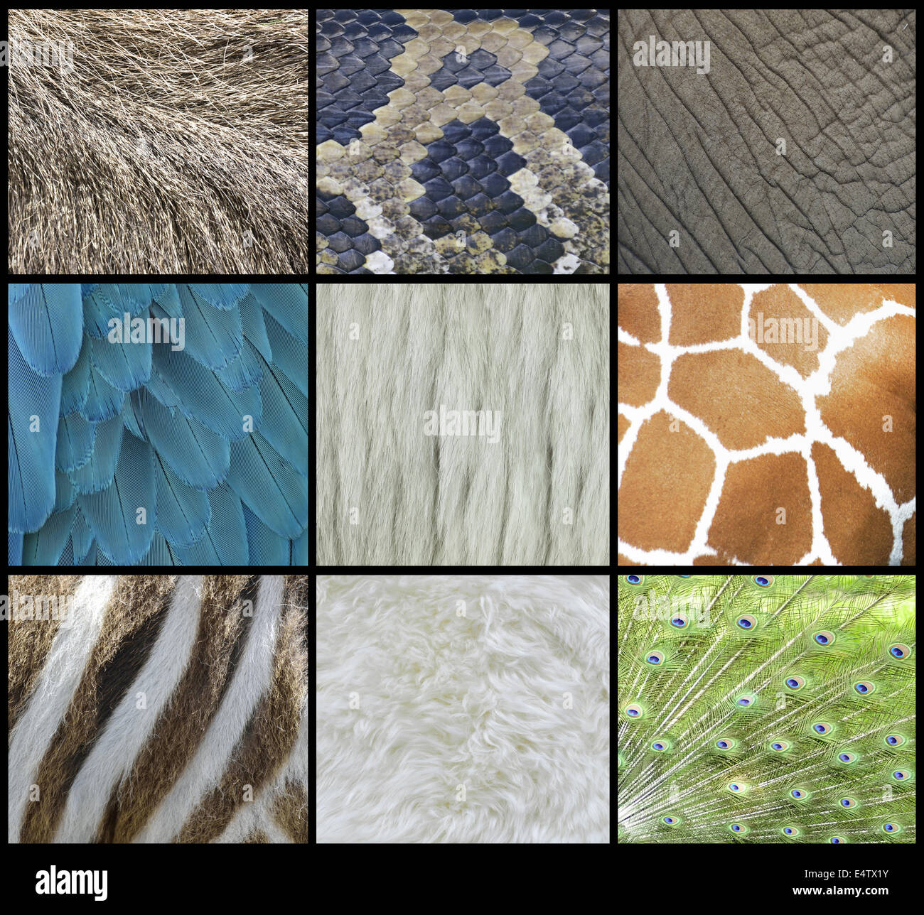 Feathers and fur hi-res stock photography and images - Alamy