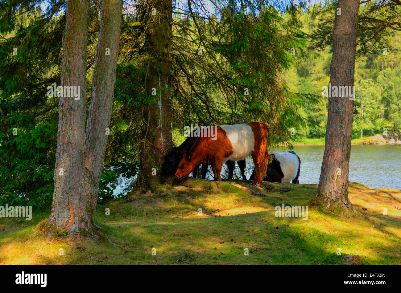 Oreo Cows High Resolution Stock Photography and Images - Alamy