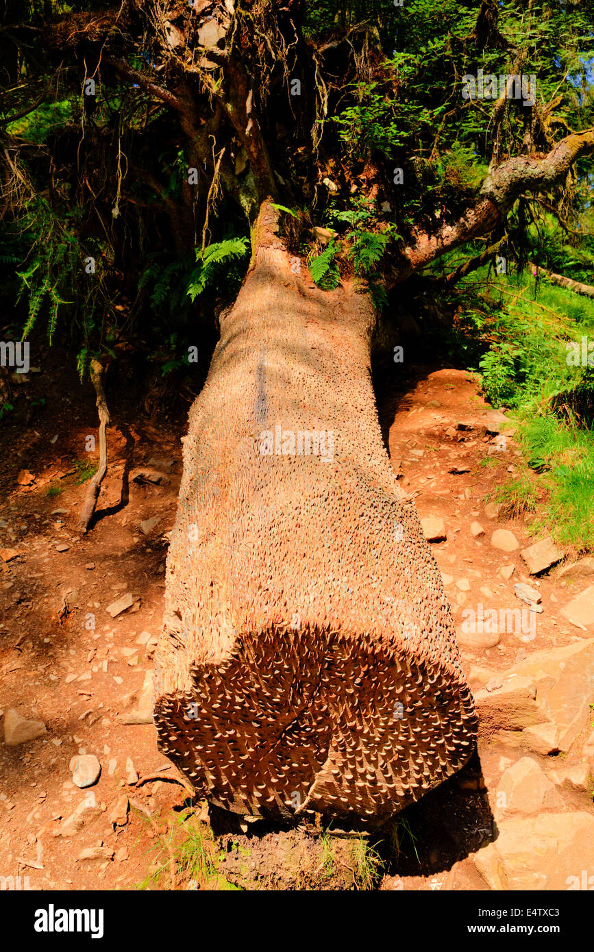 The famous coin tree at Tarn Hows Lake District National Park England ...
