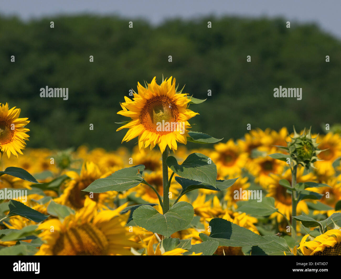 sunflowers in the yellow sunflower field on sunset Stock Photo - Alamy