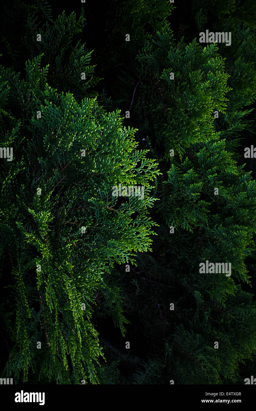 Thuja tree foliage Stock Photo - Alamy