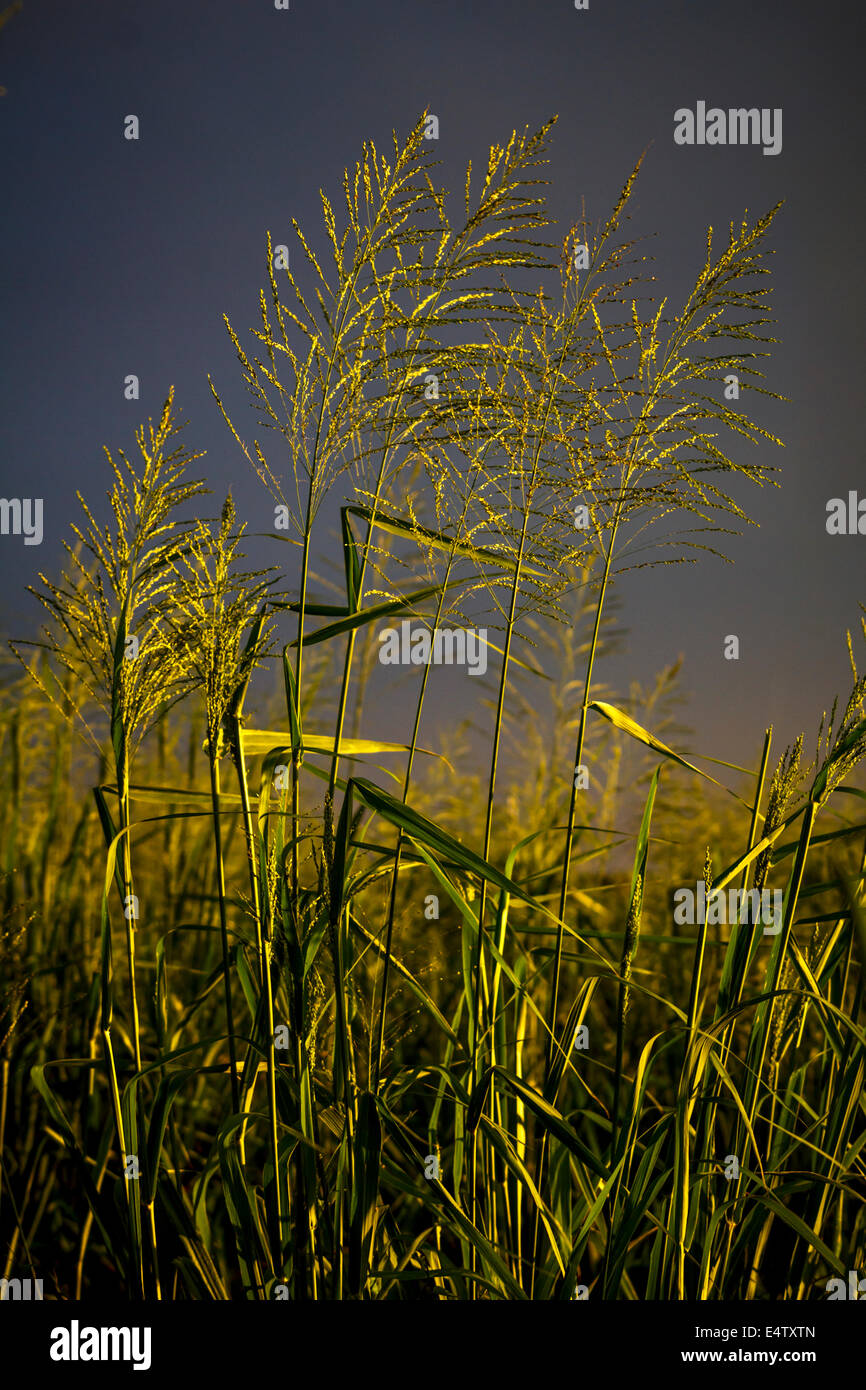 Summer tropical wild grass Stock Photo - Alamy