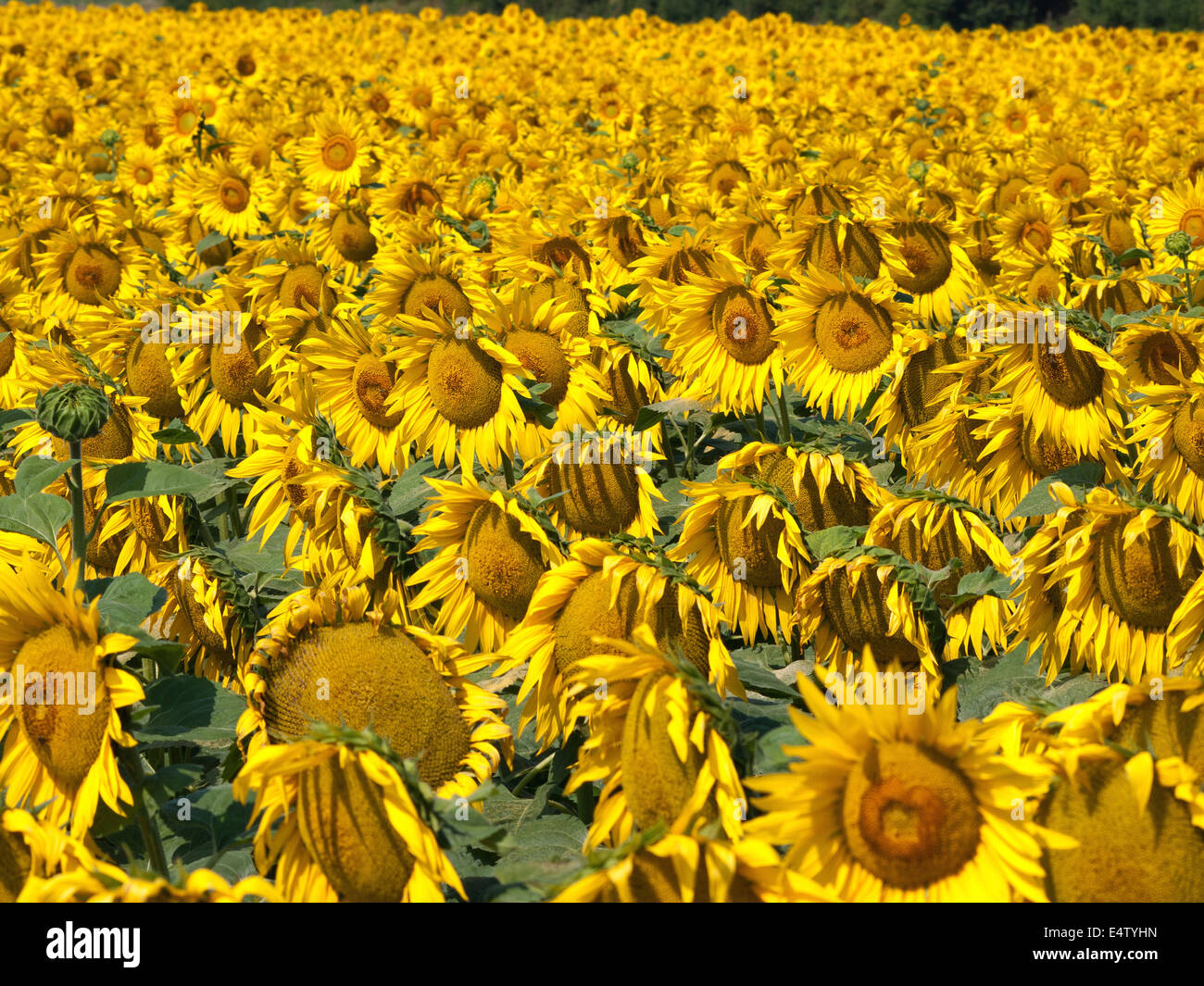 sunflowers in the yellow sunflower field on sunset Stock Photo - Alamy