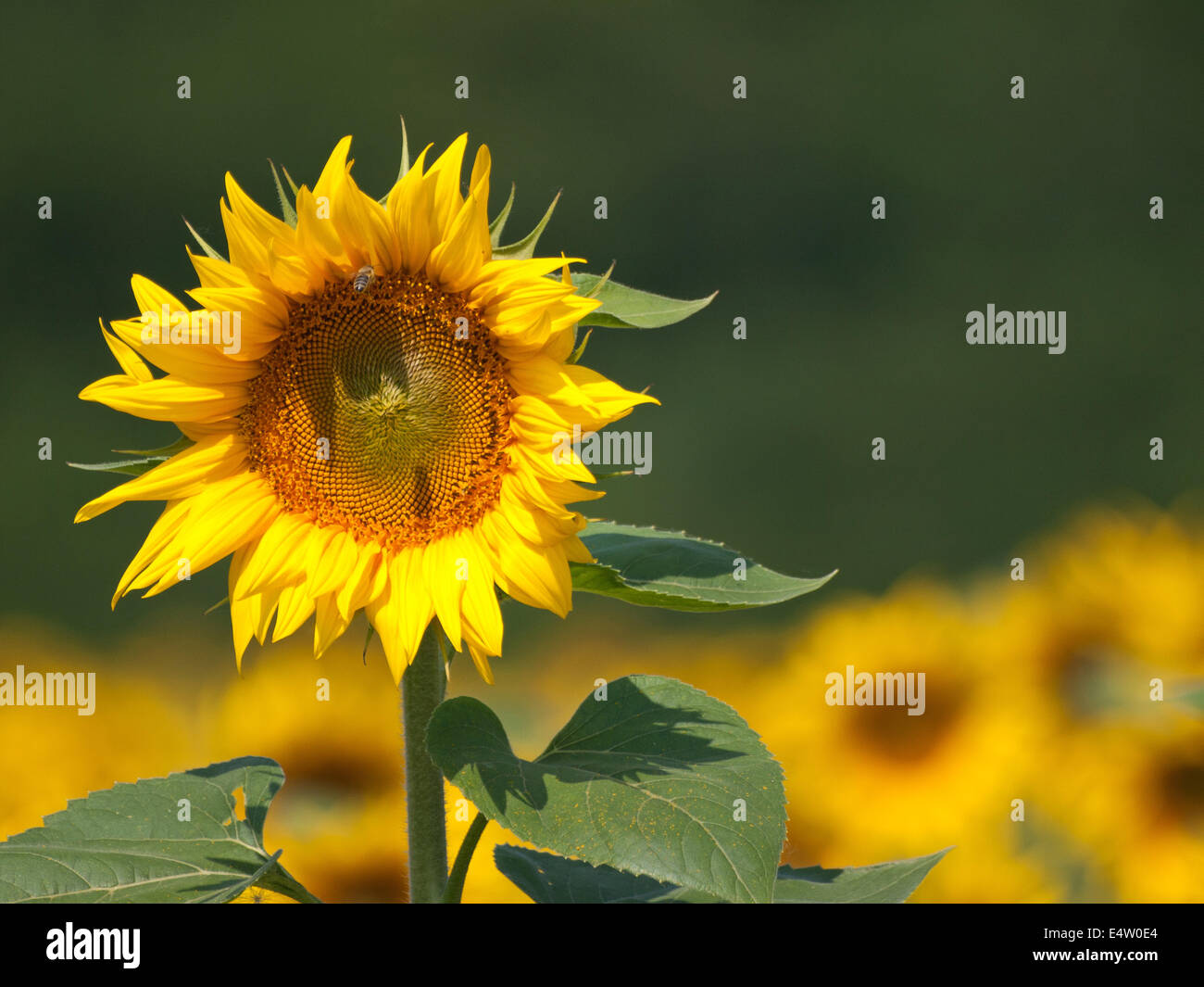 sunflowers in the yellow sunflower field on sunset Stock Photo - Alamy