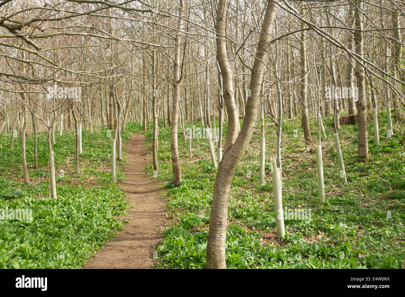 Photograph of a newly planted woodland, with evidence of the previous ...