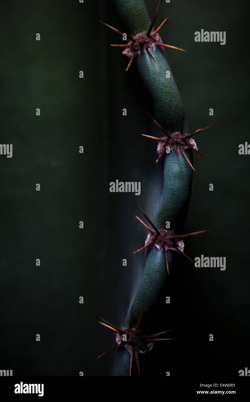 Cereus cactus hi-res stock photography and images - Alamy