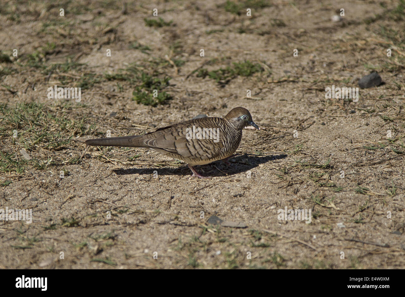 Zebra dove barred ground dove hi-res stock photography and images - Alamy