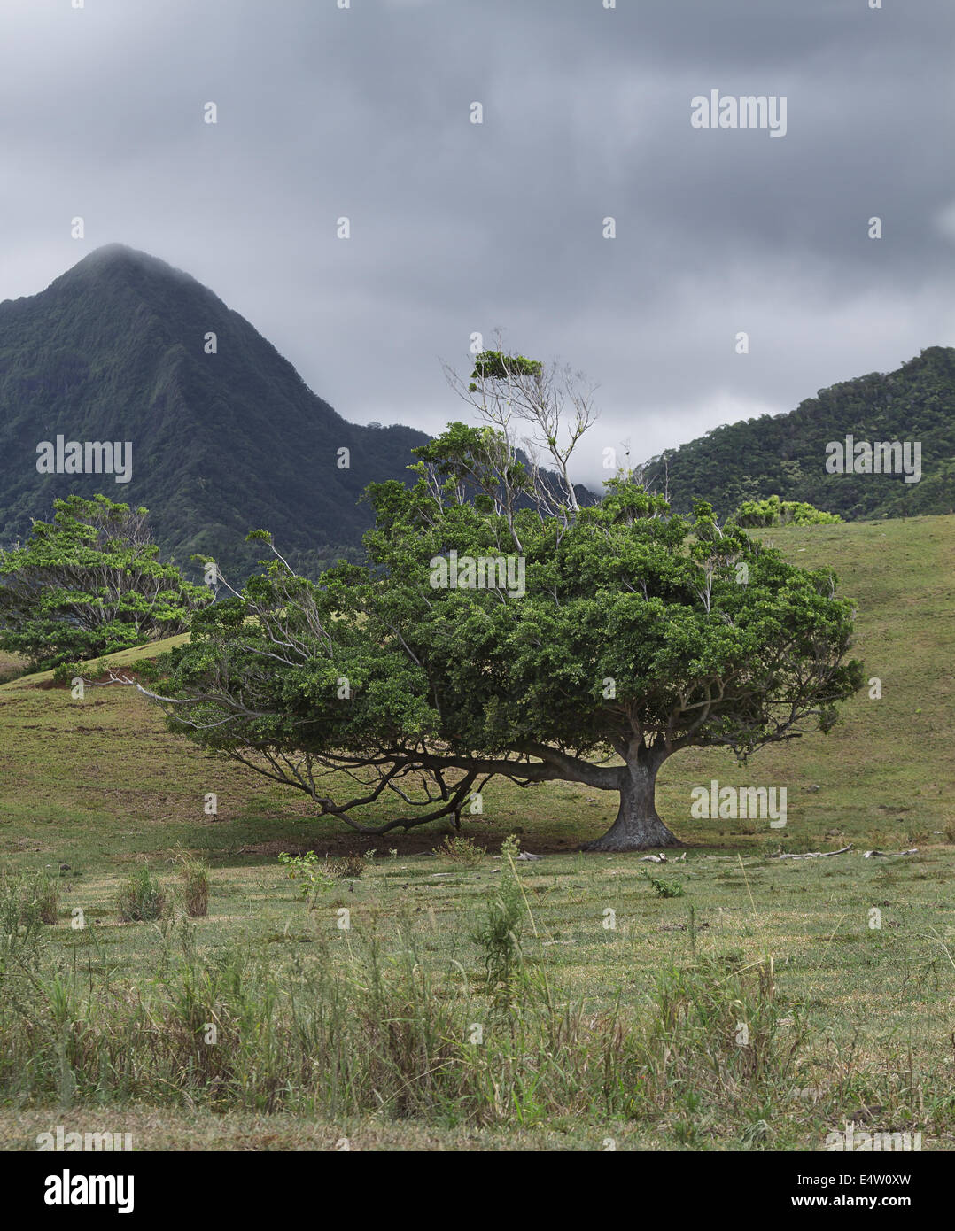 Kahana Valley State Park High Resolution Stock Photography and Images ...