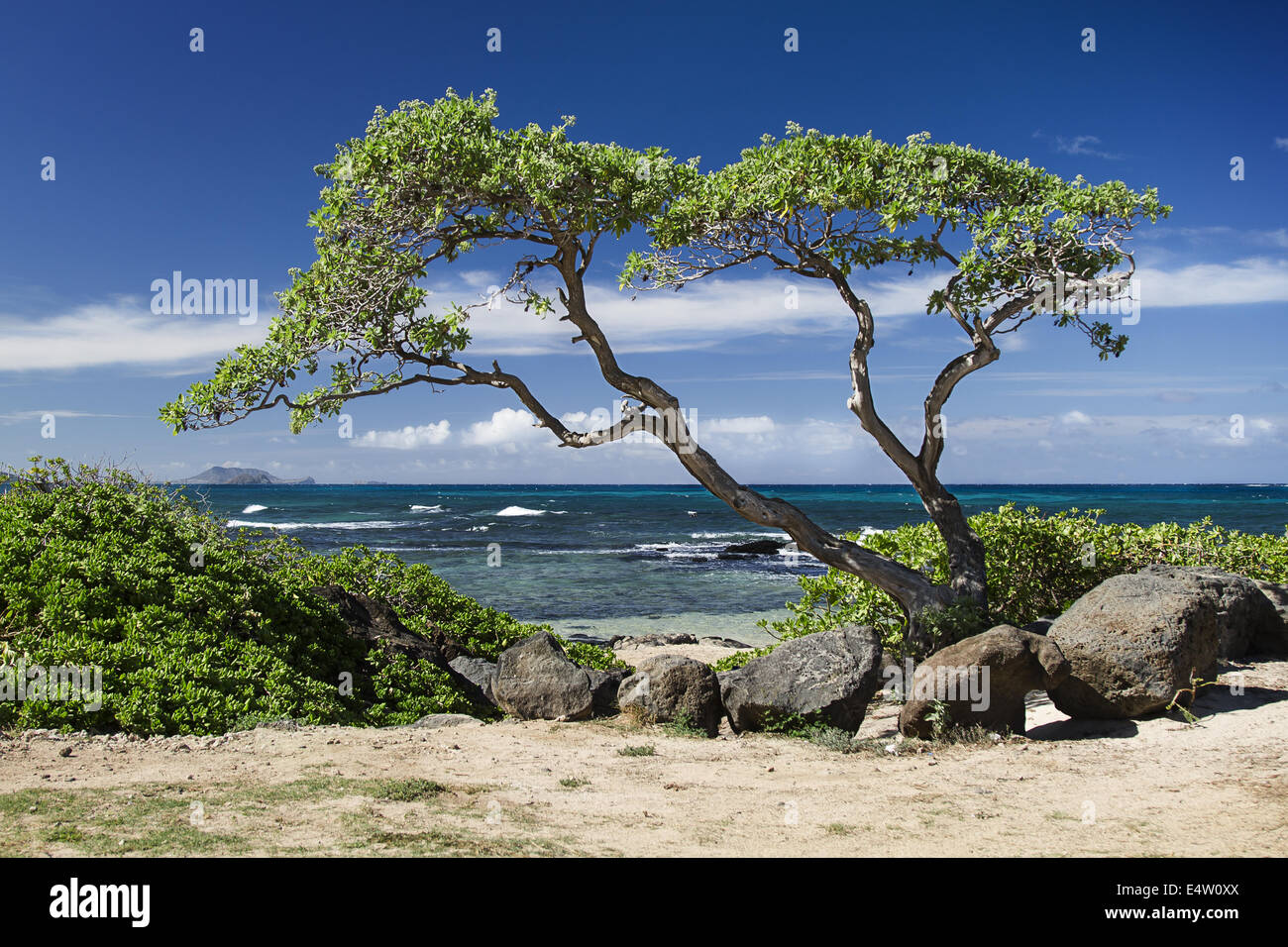 Ocean and tree hi-res stock photography and images - Alamy