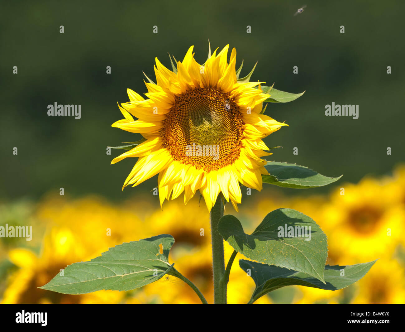 sunflowers in the yellow sunflower field on sunset Stock Photo - Alamy