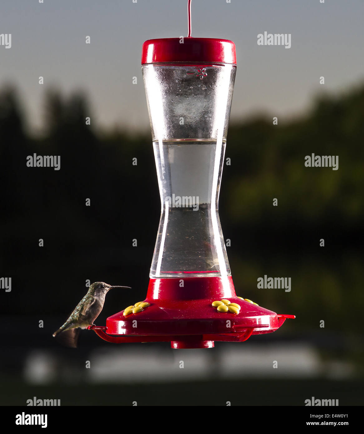 Bird humming hi-res stock photography and images - Alamy