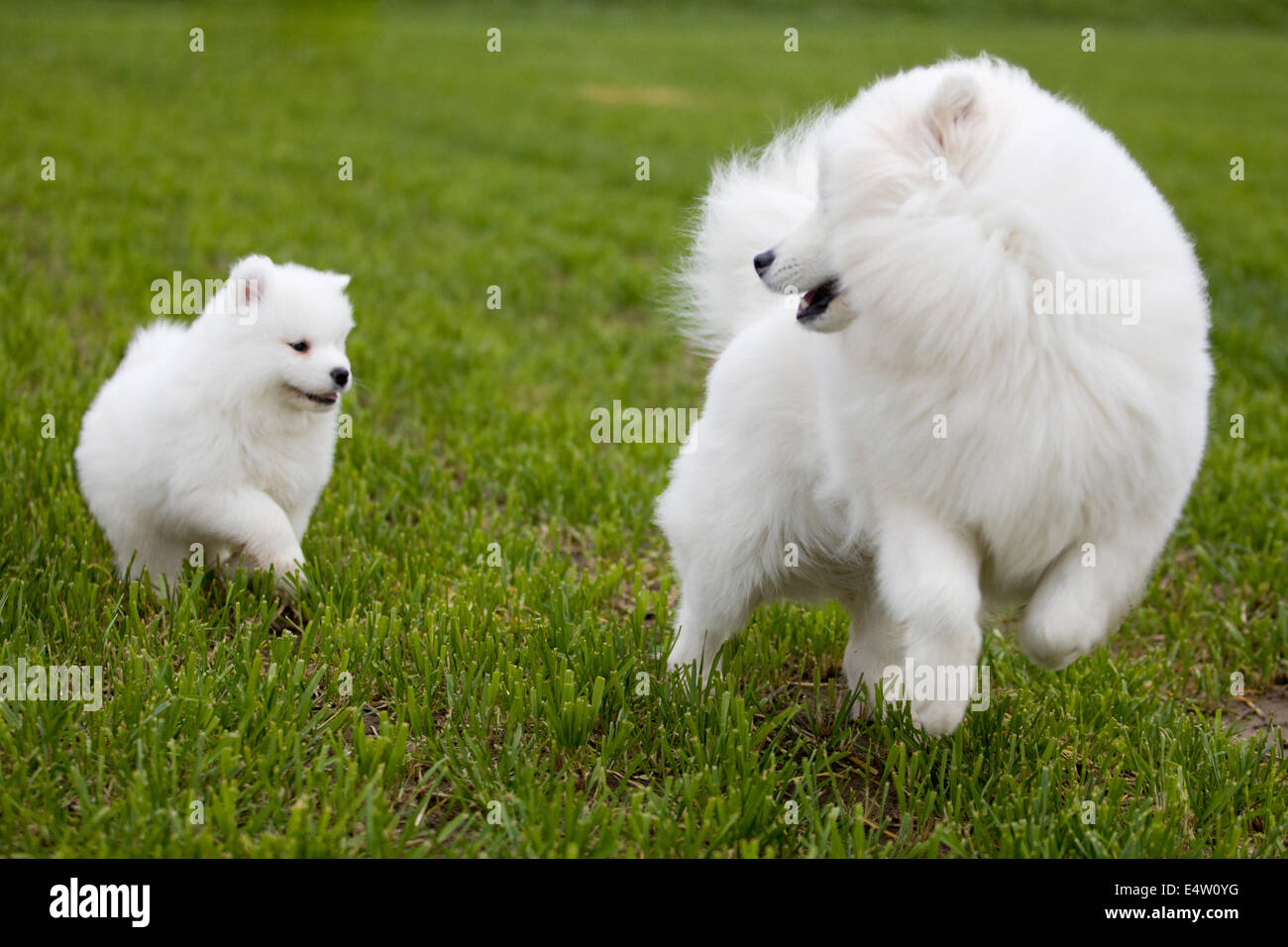 Samoyed face hi-res stock photography and images - Alamy