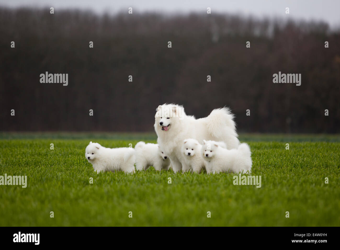 Samoyede dog hi-res stock photography and images - Alamy