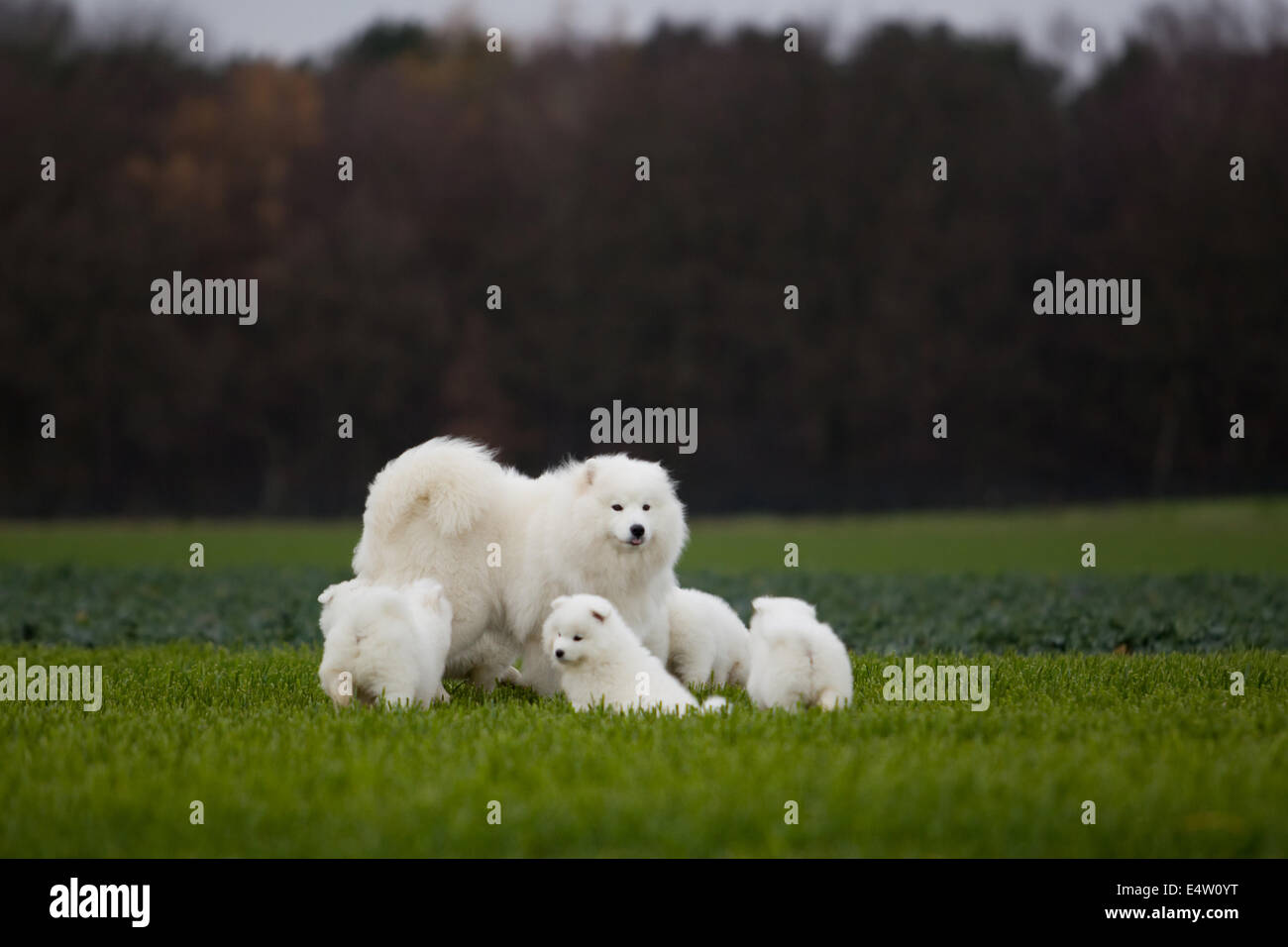Samoyed face hi-res stock photography and images - Alamy
