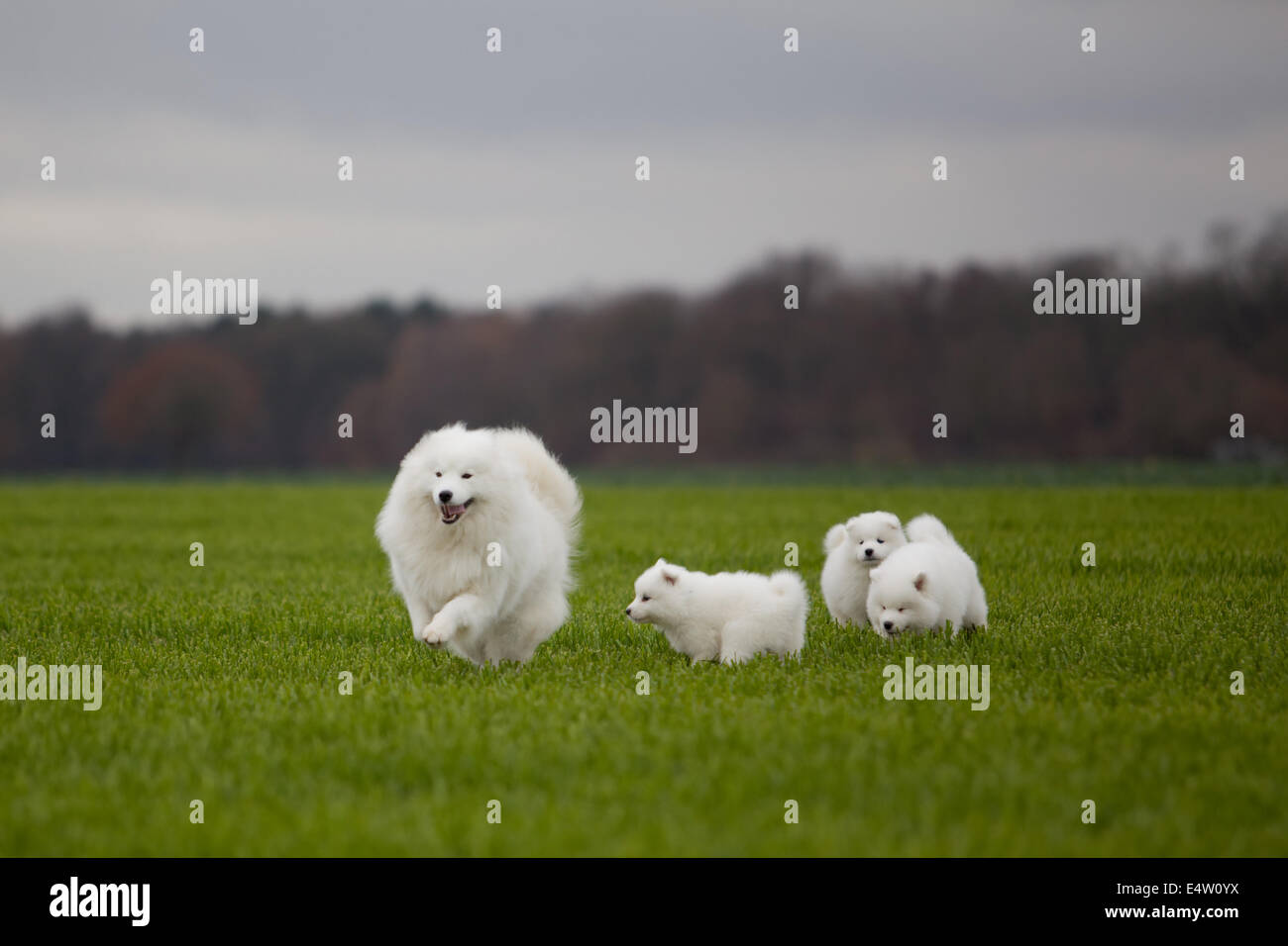 Samoyed family hi-res stock photography and images - Alamy