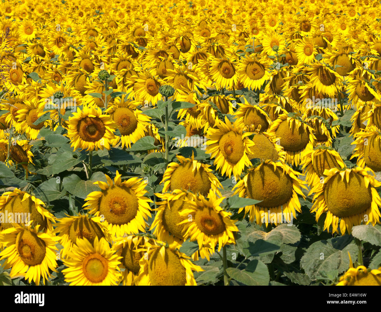 sunflowers in the yellow sunflower field on sunset Stock Photo - Alamy
