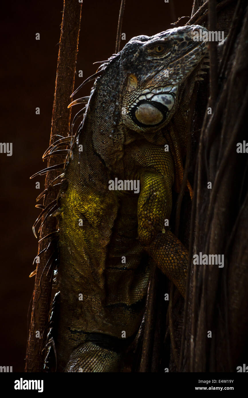 Ctenosaura similis, black iguana Stock Photo - Alamy