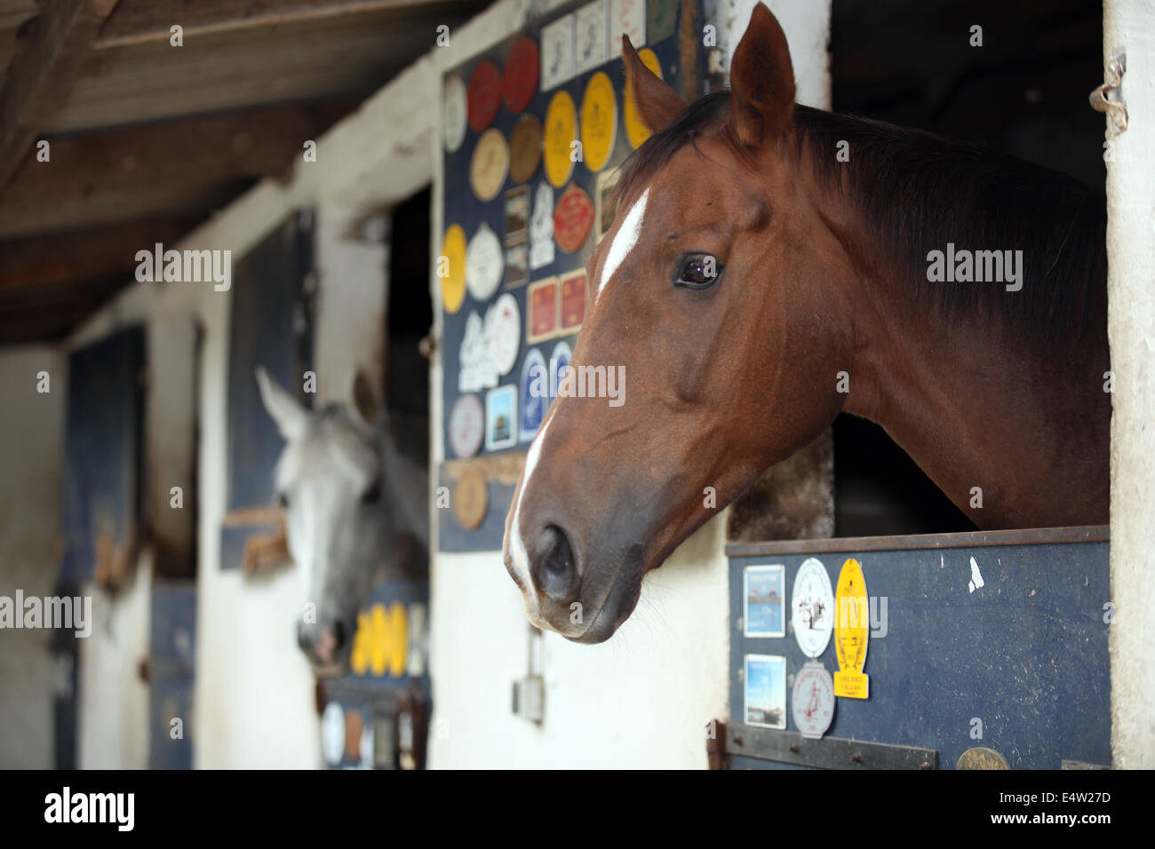 Stable heel hi-res stock photography and images - Alamy
