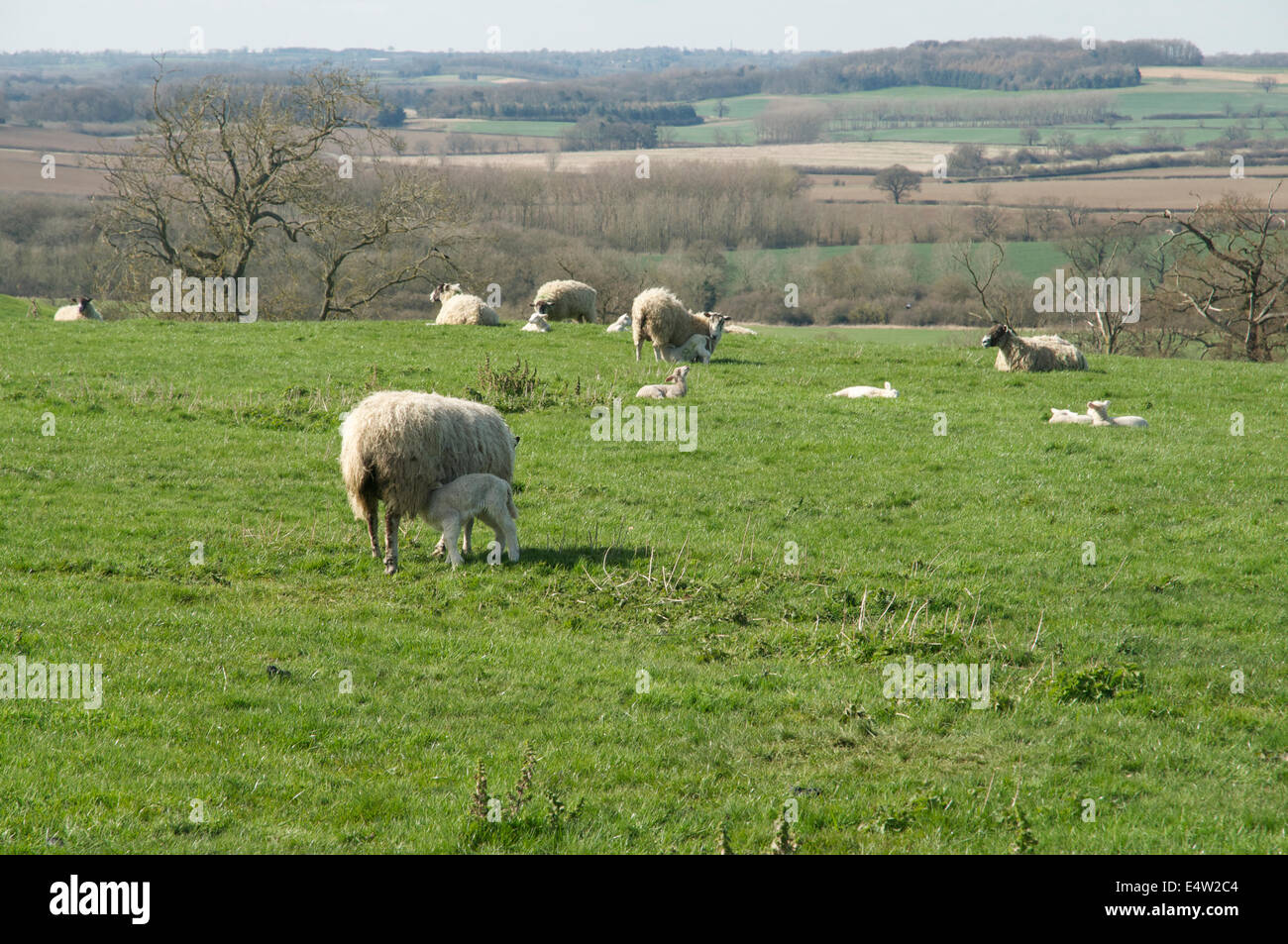 Photograph of a spring lamb, with its mother Stock Photo - Alamy