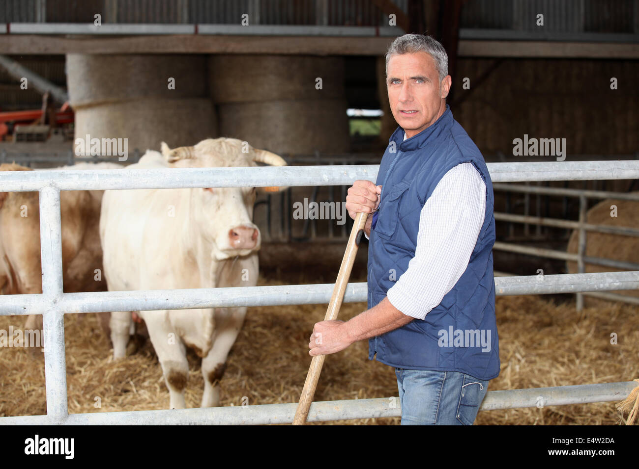 Cow muck hi-res stock photography and images - Alamy