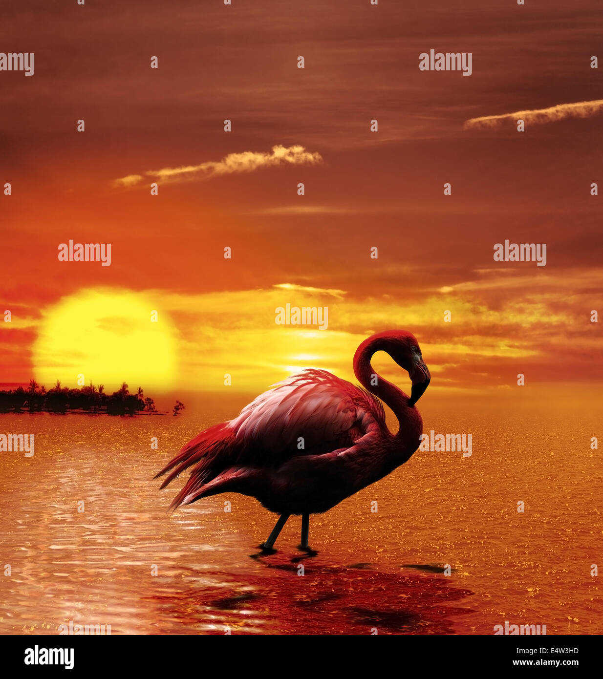 Flamingo at sunset hi-res stock photography and images - Alamy