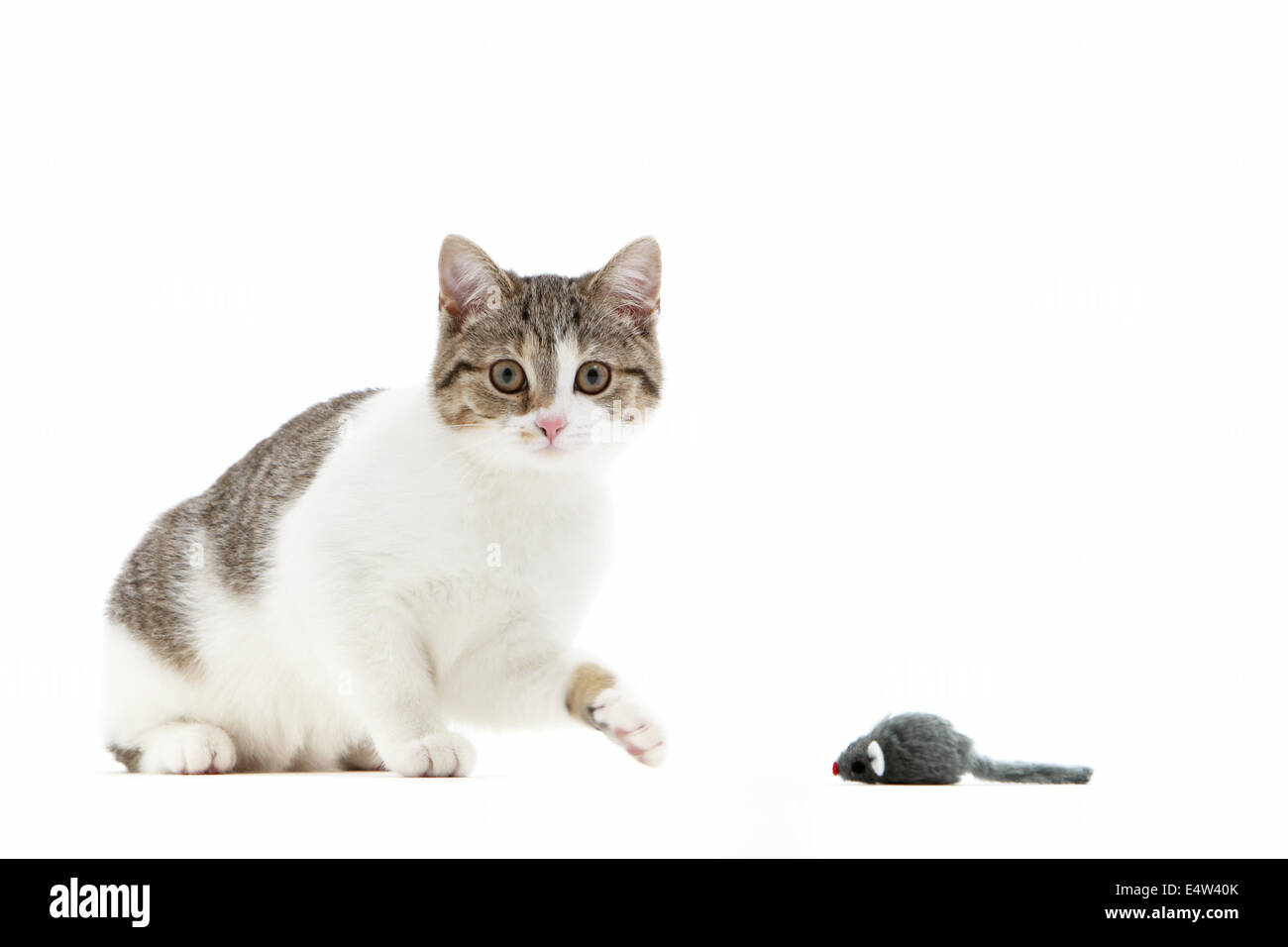 Cat batting at a toy mouse with its paw Stock Photo - Alamy