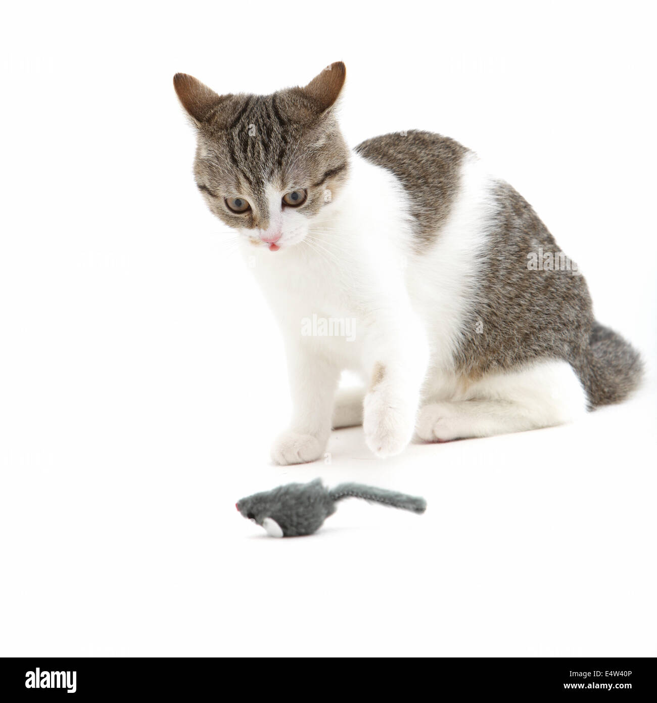 Cat watching mouse hi-res stock photography and images - Alamy
