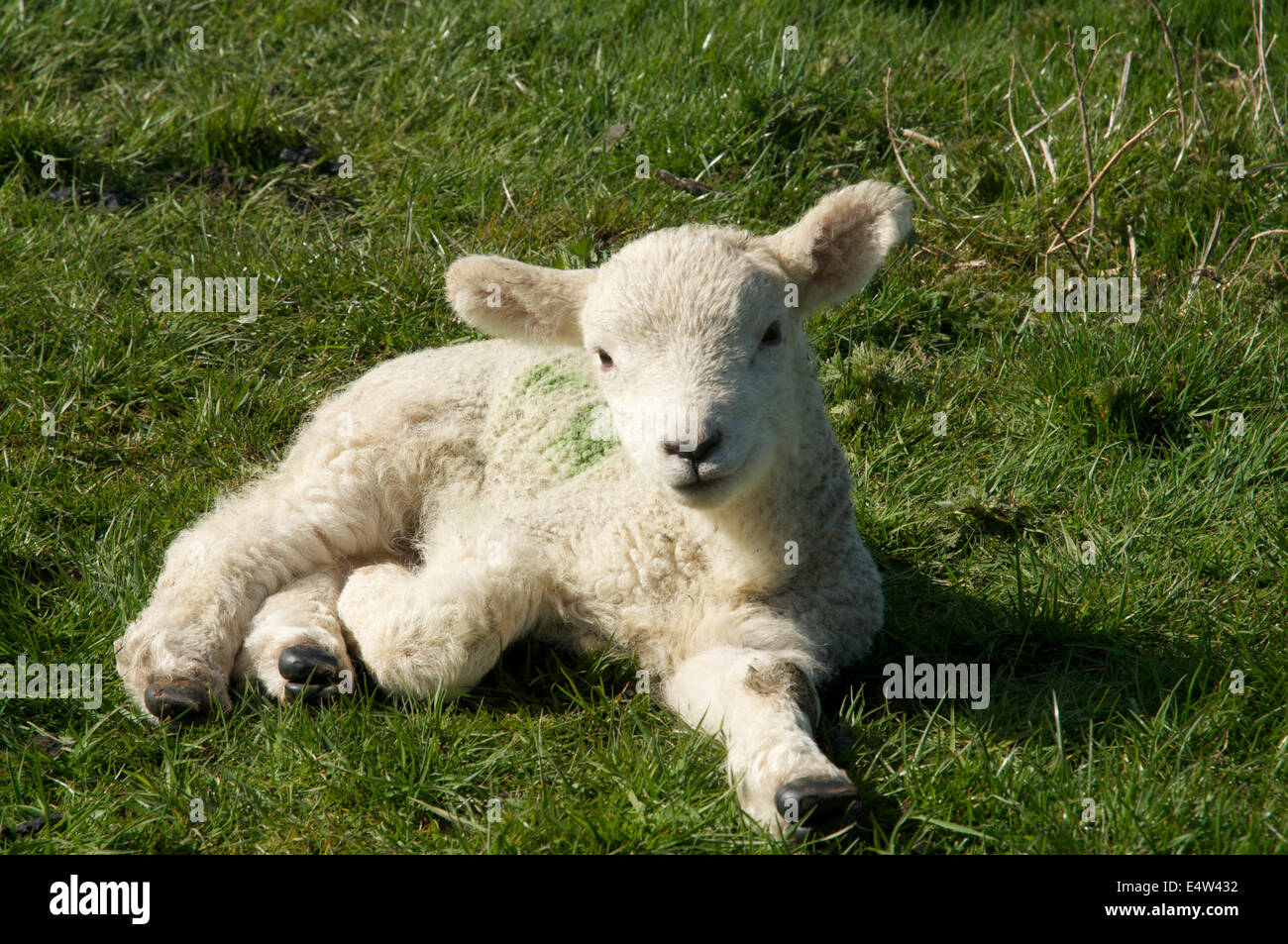 Laying Down Little Lamb 6+ Hundred Lamb Laying Down Royalty Free