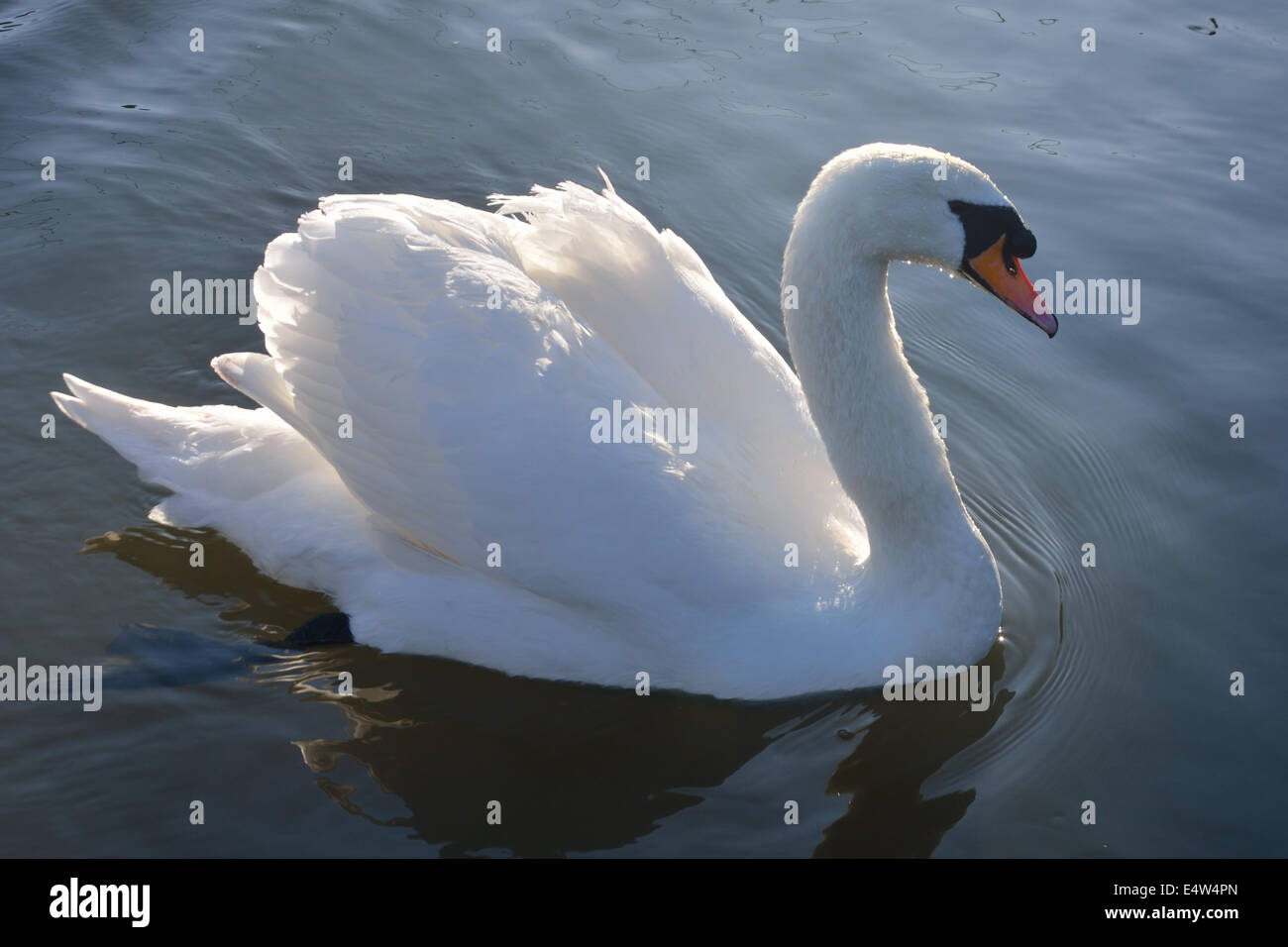 White swan in lake Stock Photo - Alamy