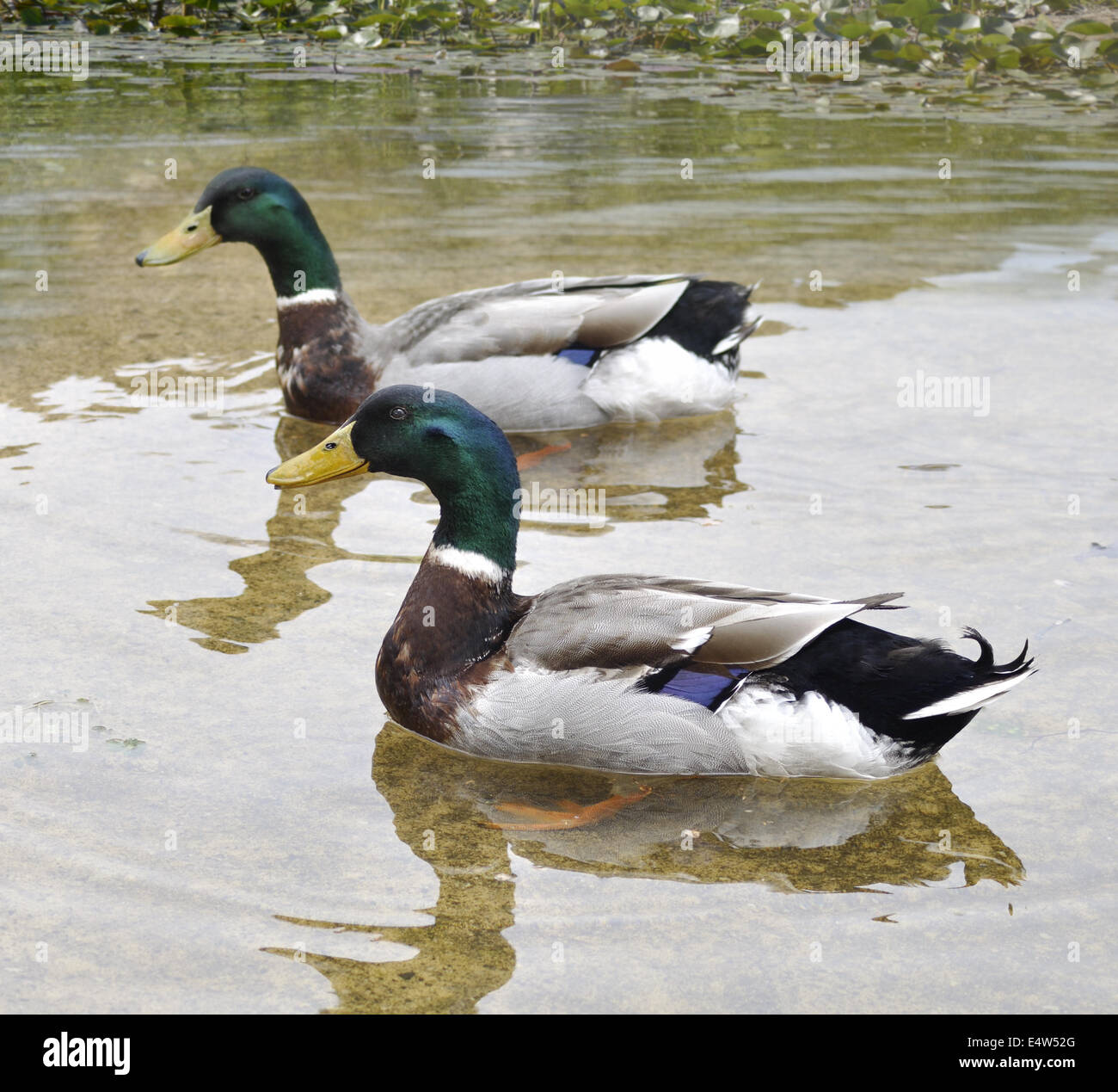 Colorful mallard ducks hi-res stock photography and images - Alamy