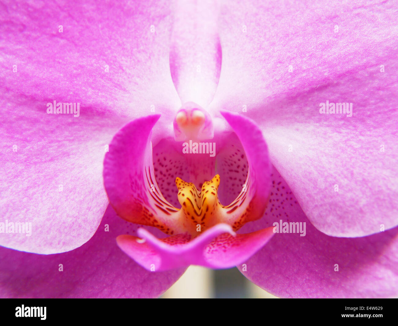 Phalaenopsis orchid, violet Stock Photo - Alamy