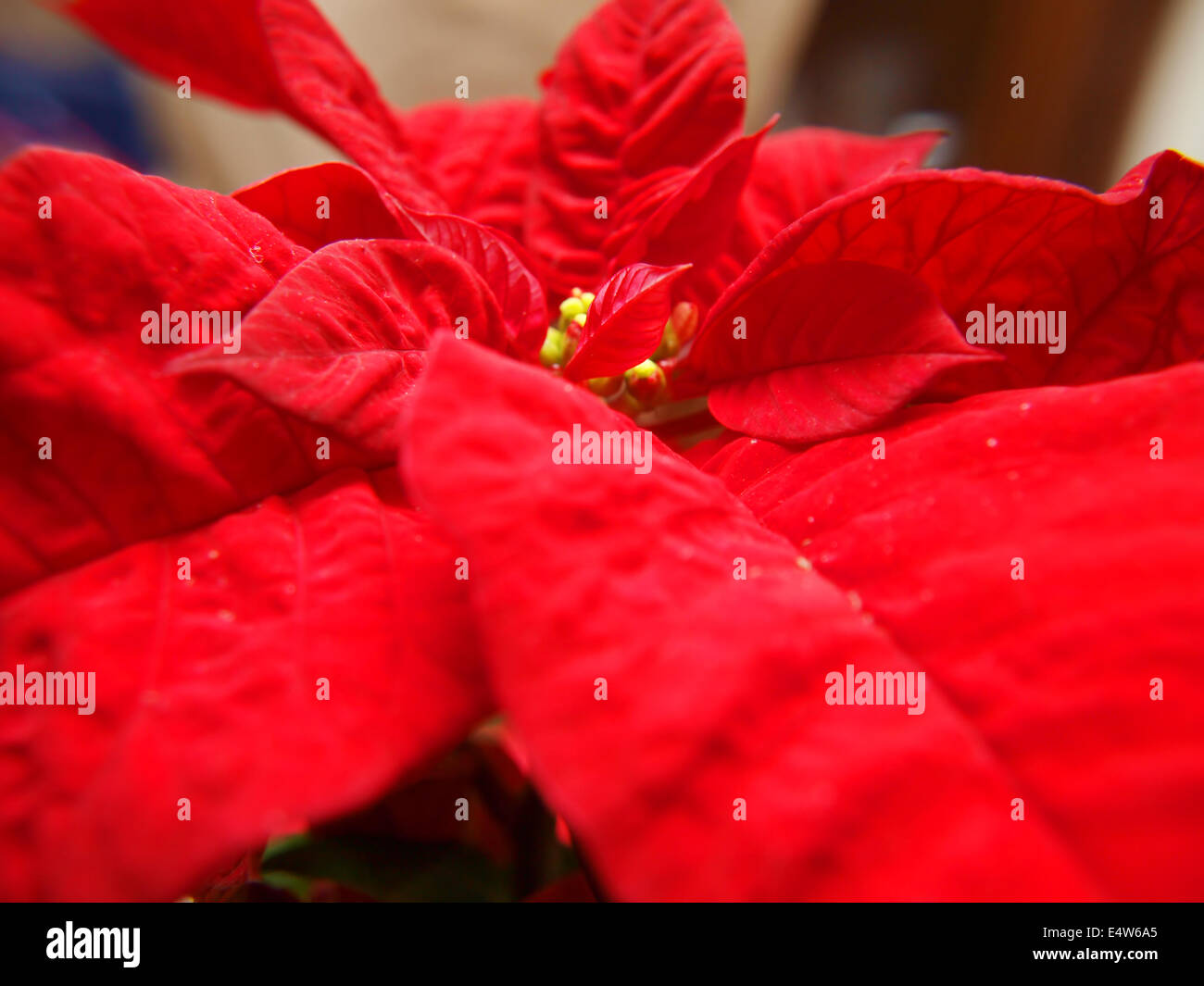 Star plant hi-res stock photography and images - Alamy