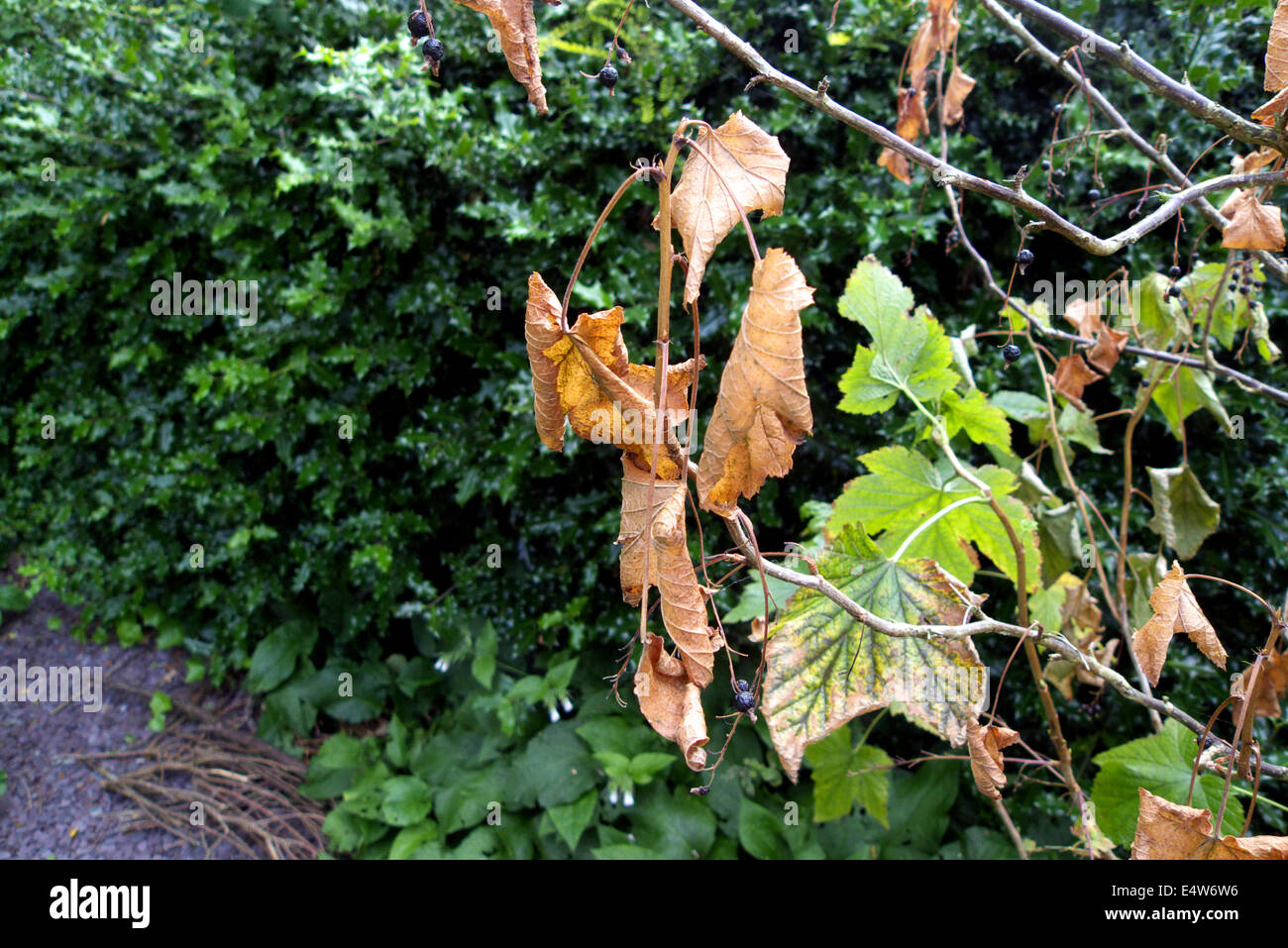 Dying shrub hi-res stock photography and images - Alamy