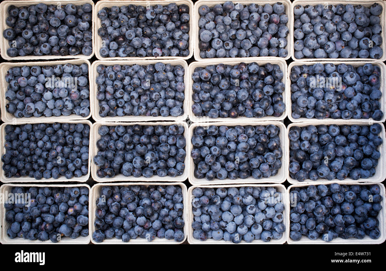 Vaccinium corymbosum. Harvested Blueberries in punnets Stock Photo - Alamy