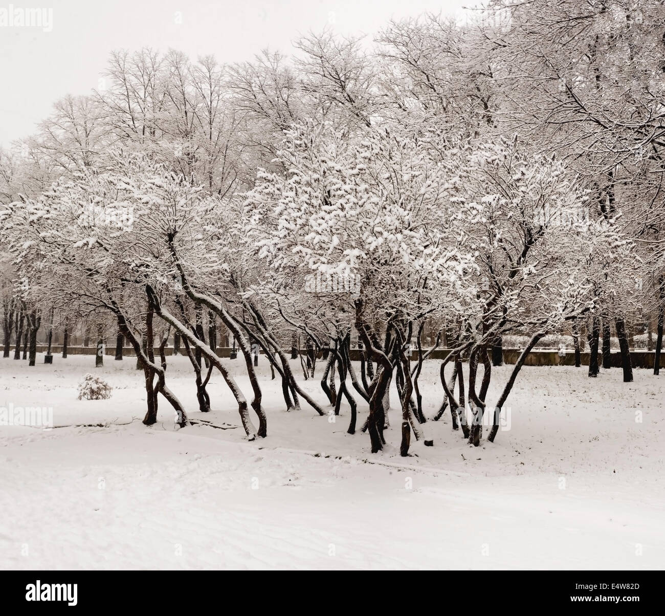 Lilacs in the snow Stock Photo - Alamy