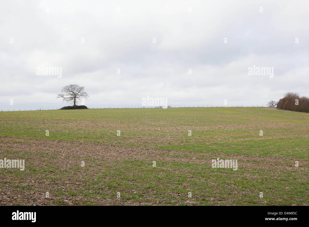 Crop filed hi-res stock photography and images - Alamy