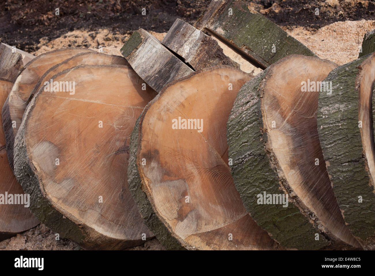Fallen tree logs hi-res stock photography and images - Alamy