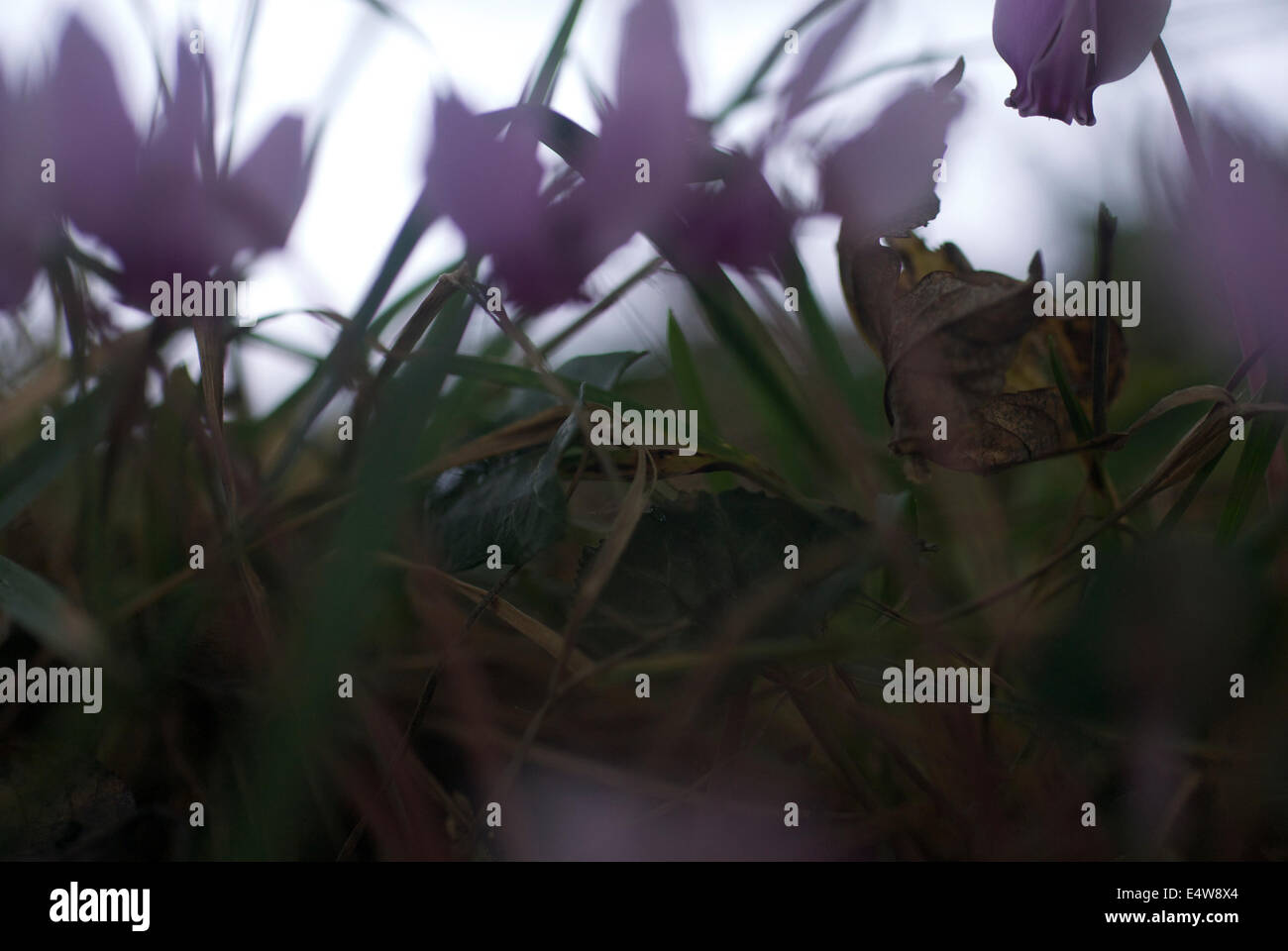 Photograph of small light purple flower below a tree Stock Photo - Alamy