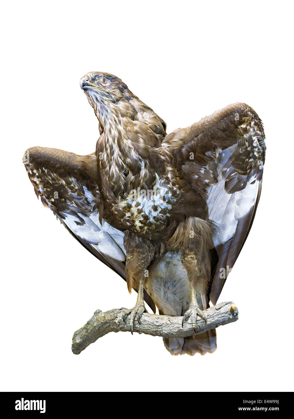 Stuffed hawk hi-res stock photography and images - Alamy